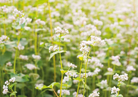 Gryka nasz rodzimy superfood - MojPrzedszkolak.pl - Portal i Czasopismo ...
